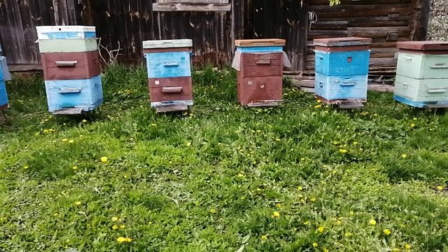 Моя двухкорпусная система пчеловождения #пчеловодство