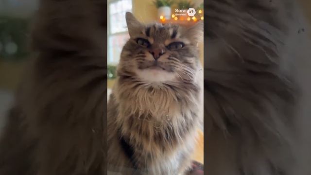 Sora AI уходит, видео для истории останутся