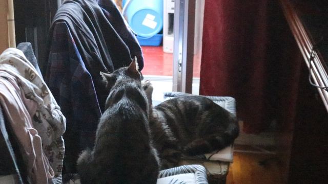 Котики. Суббота, 28 марта 2026 г