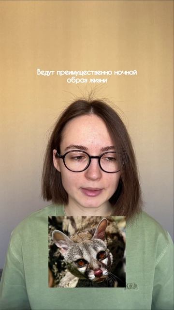 Генеты - африканский аналог кошки😅Подпиииска и хорошее настроение обеспечено👍☺️