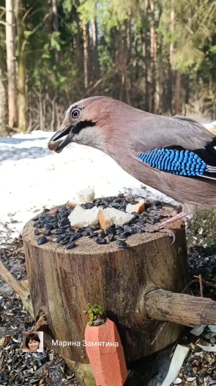 Сегодня в лесу.
