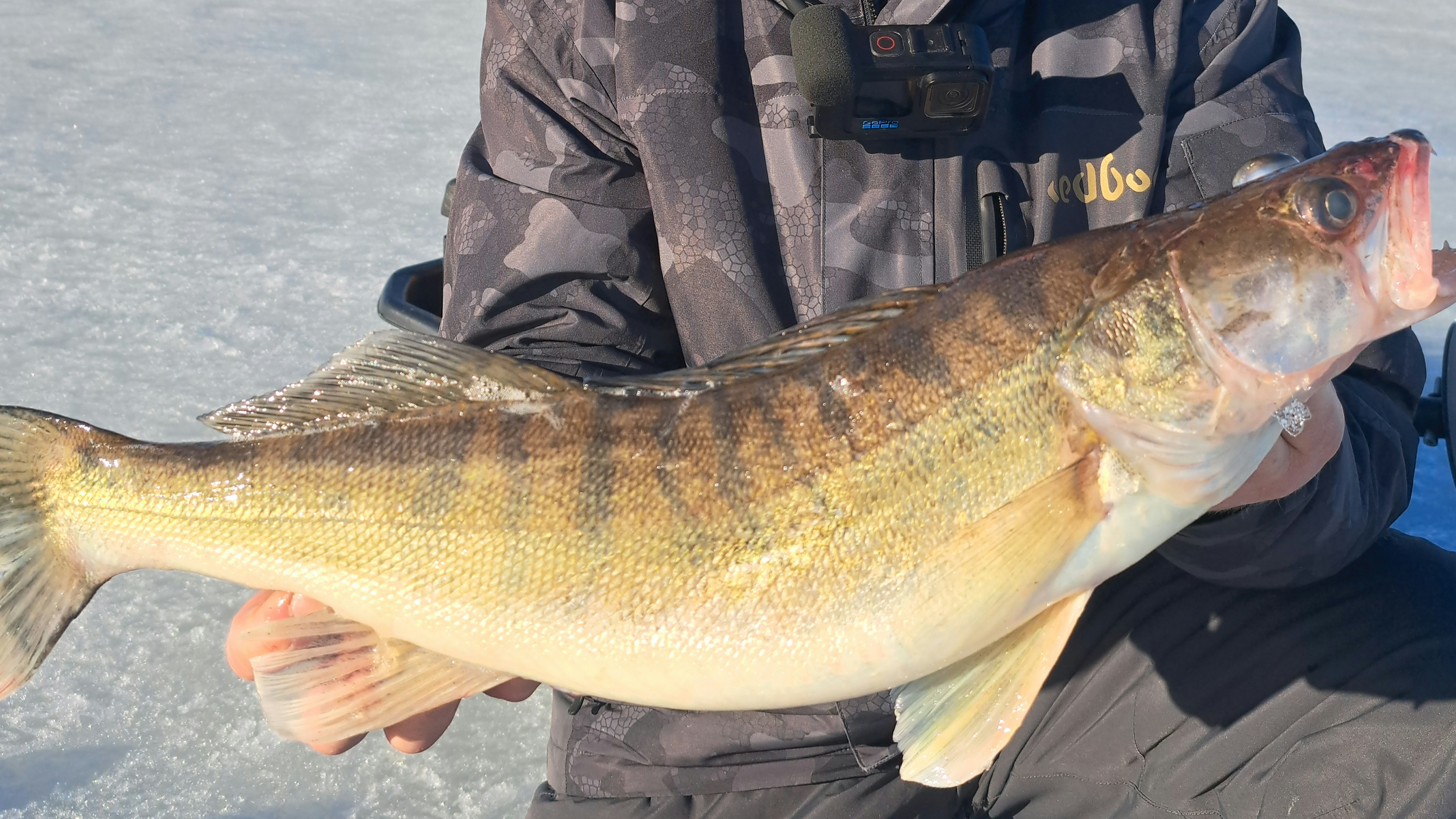 Рыбалка на судака по последнему льду 2026. Весенняя рыбалка.