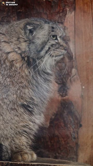 Манул Пепе сторожит волшебную дверь. Ленинградский зоопарк