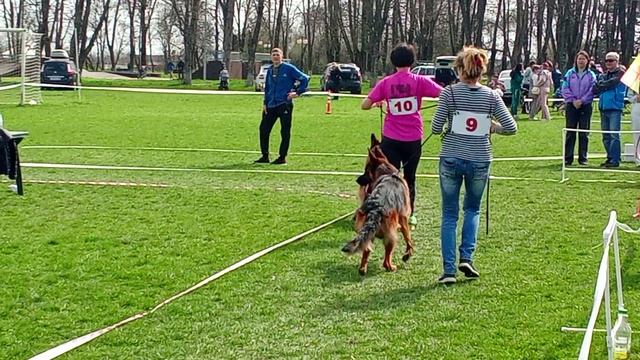 ЮНИОРЫ КОБЕЛИ / КЧК КРАСНОДАР 28 марта`26 З.Данильченко Моно немецких овчарок