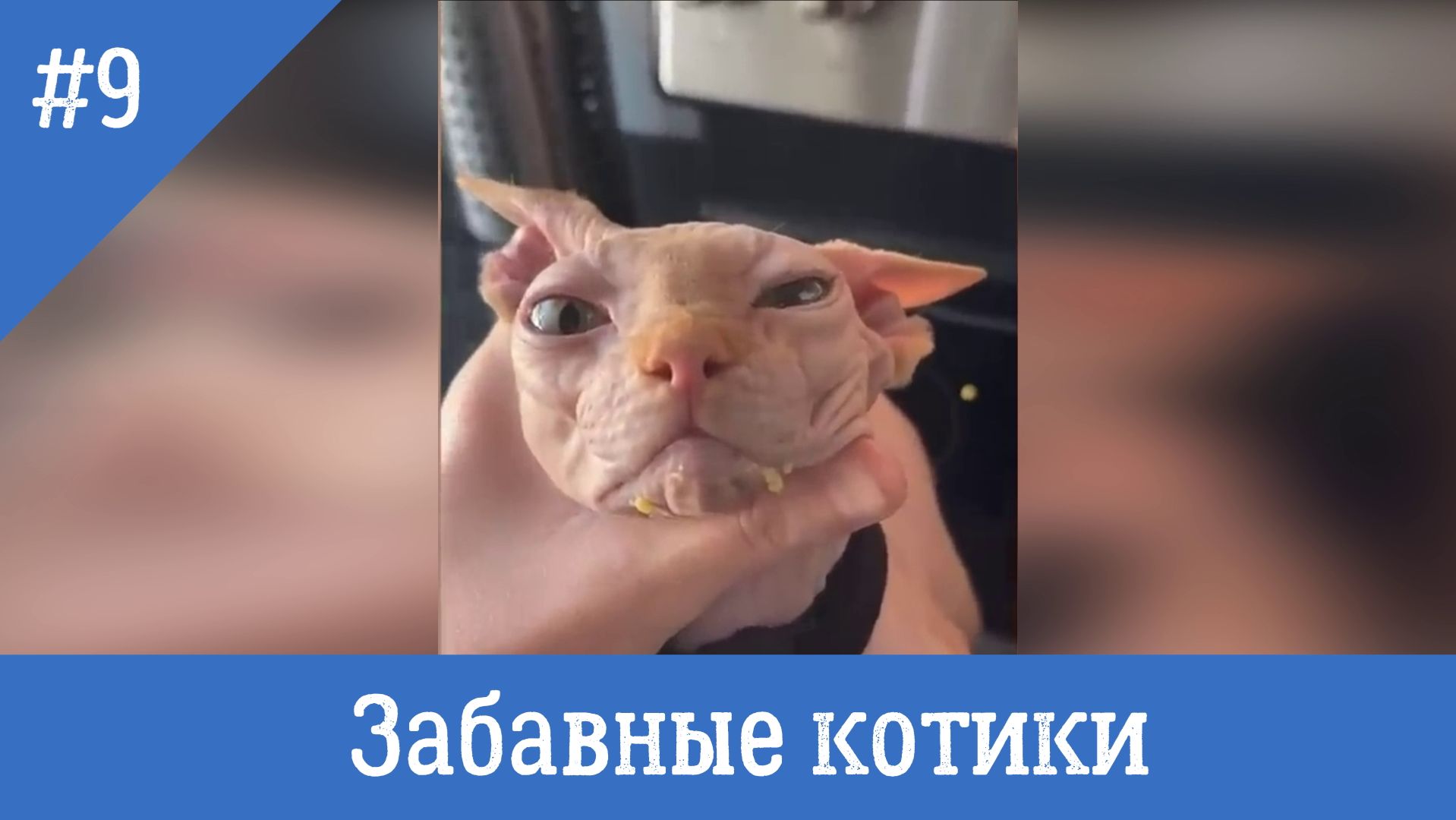 Забавные котики #9. Самые смешные видео с котами и кошками.