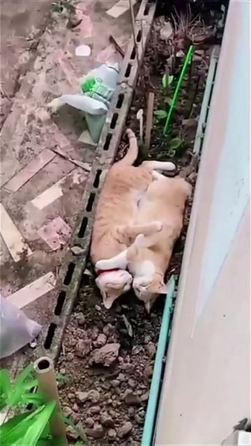 Смешные коты #116-7