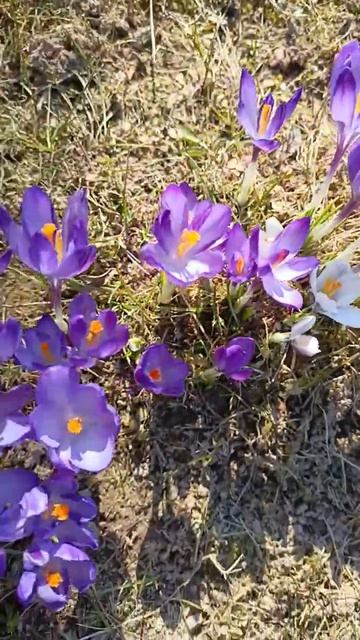 первоцветы в моем саду,ура весна🌞