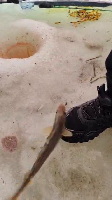 Навага на блесну Гусеница большая UV от Mr.Musurok 🔥