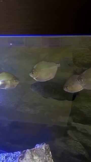 😍 Неописуемая красота ботанического сада (ч.4)👍🌵🐟