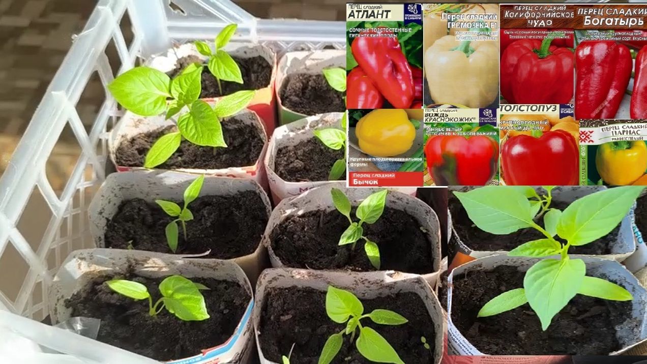 Перец наливается на глазах за неделю. Чем подкормить перцы для формирования мощной корневой системы?