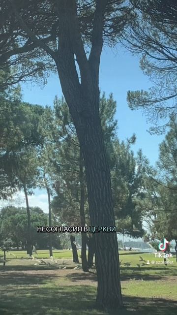 Вербу в Сиднее не видела столько лет… Зашла в Православную Церковь в Австралии