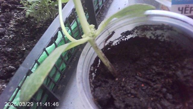 Обзор и полив кабачкового растения январской посадки. Сорт "Чёрный Красавец"