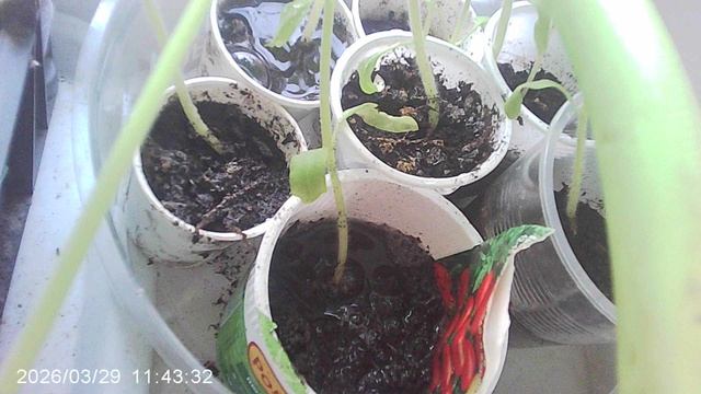 Обзор и полив рассады томатов сорта Оля F1, посаженной в феврале