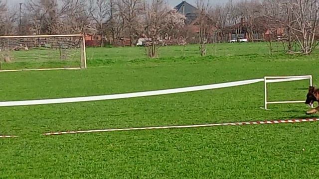 ЮНИОРЫ СУКИ ДШ / КЧК КРАСНОДАР 28 марта`26 З.Данильченко Моно немецких овчарок