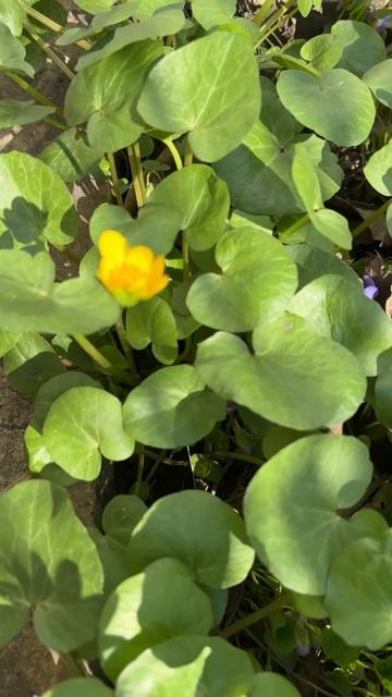 ДНР. Харцызск. Цветы у дома. 28.03.2026. Лютик весенний