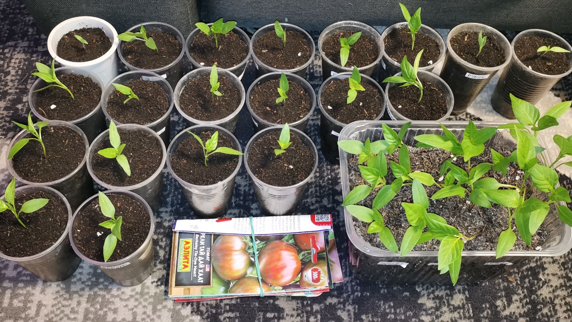 Сею томаты для открытого грунта и пересаживаю перцы. Выставили пчел на облет.