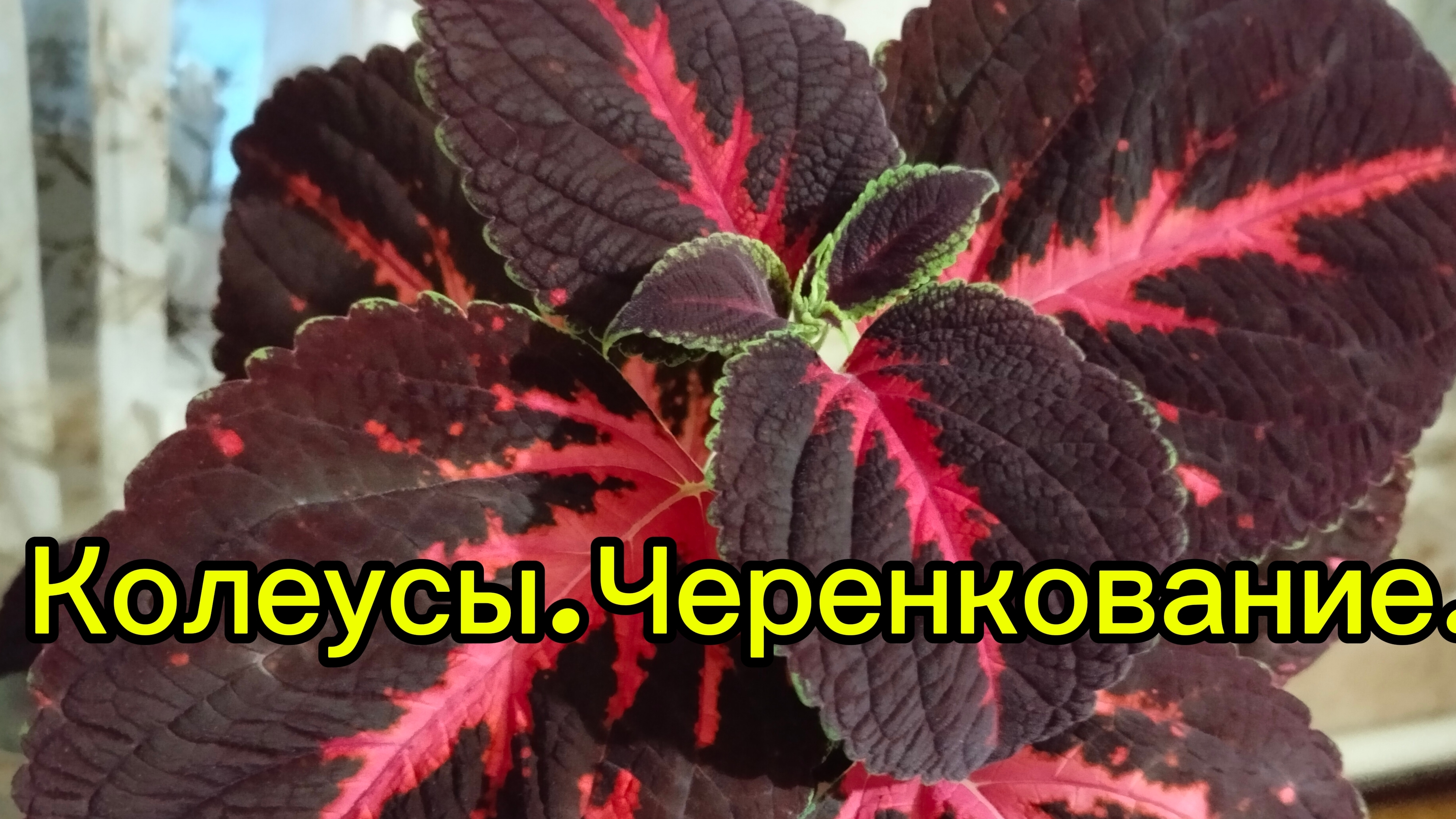 Колеусы.Черенкование 29.03.25.