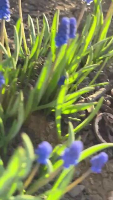 ДНР. Харцызск. Цветы у дома. 28.03.2026. На закате солнца мускарики больше подраскрылись