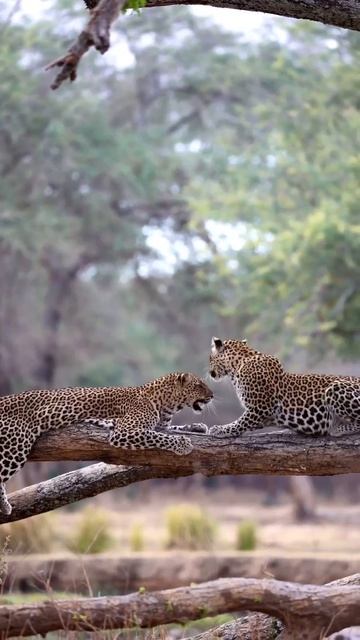Леопарды. Прекрасный момент