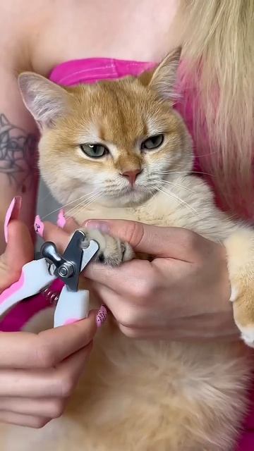 Кошка Мося сделала мне лучший маникюр! #кошка #кошки