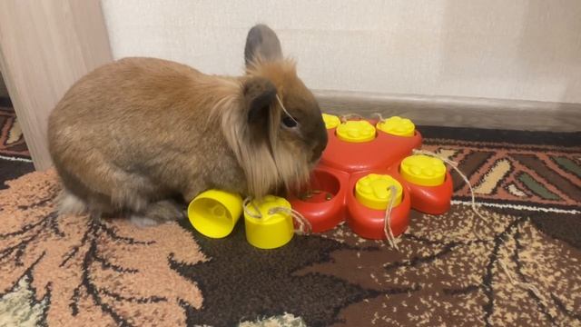 Чудесное утро Банникулы и Маркса