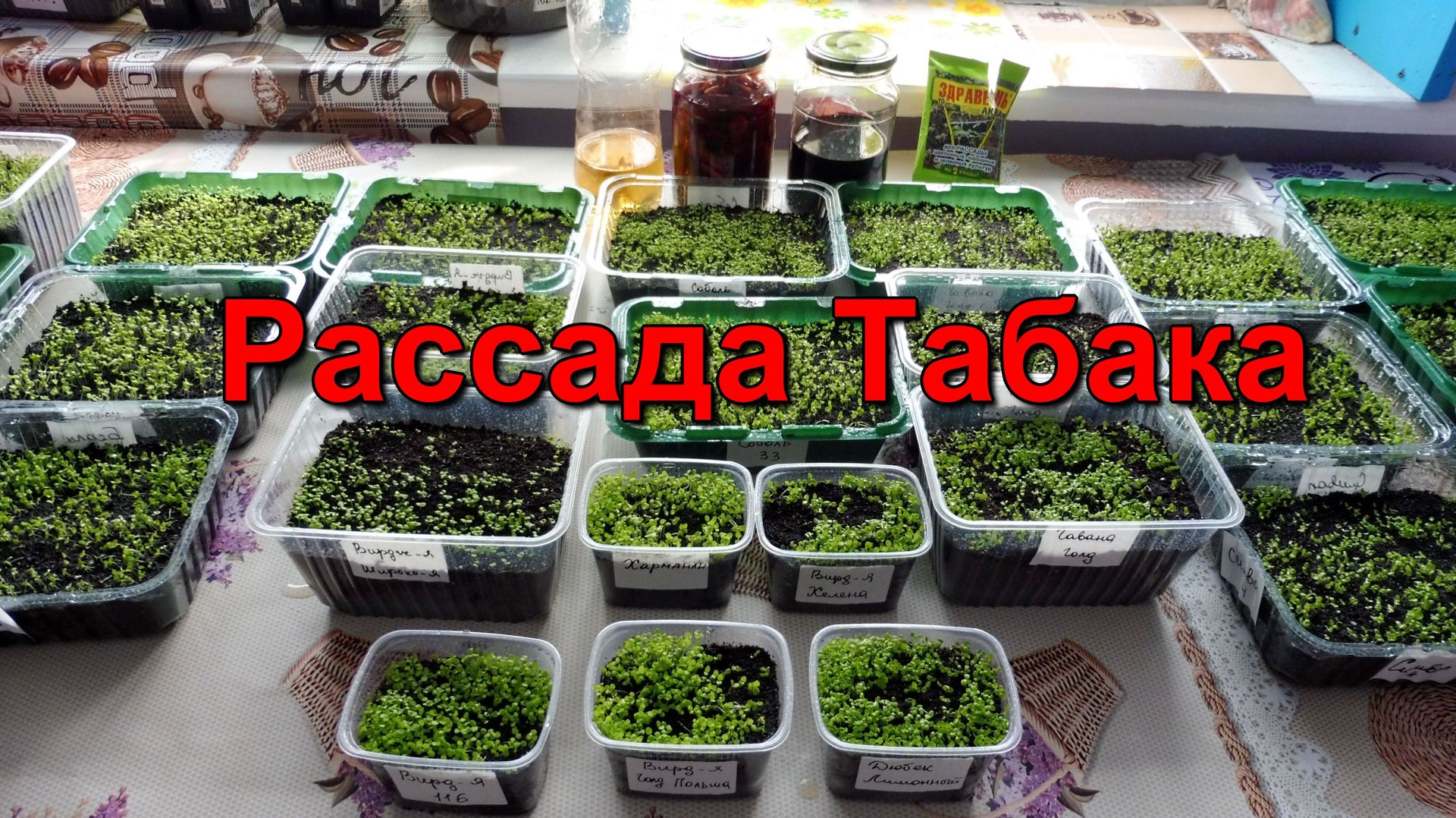 Первая прикормка рассады Табака .