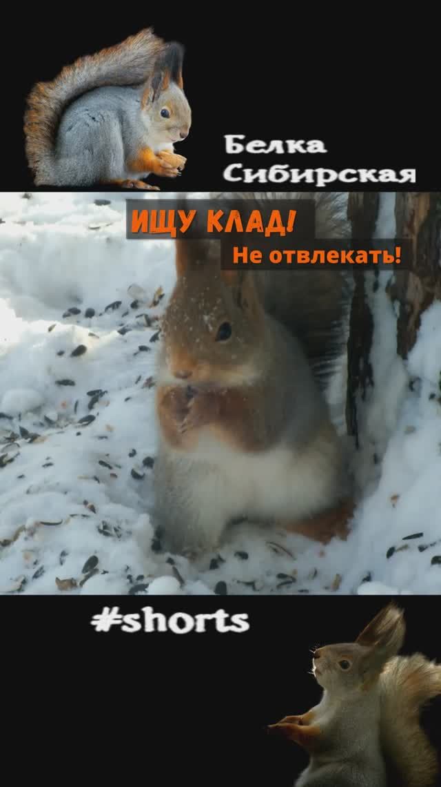 Белка роет снег