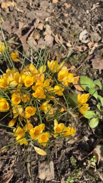 ДНР. Харцызск. Цветы у дома. 28.03.2026. Крокусы