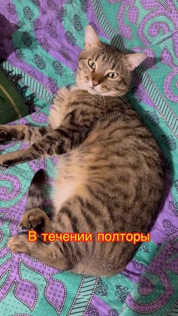 Прикольные котики😻😘🐈🤩😍