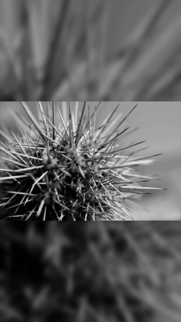 spicks V2 #музыка #music #shorts