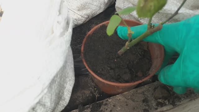 2305. Рассадный 2026 г. Сегодня привожу в порядок растишки из прикопа.