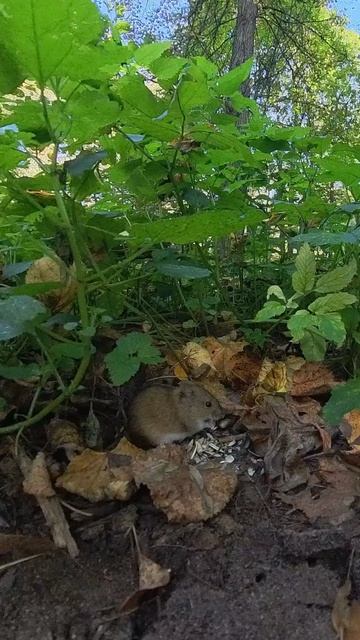 Тайны травяных джунглей