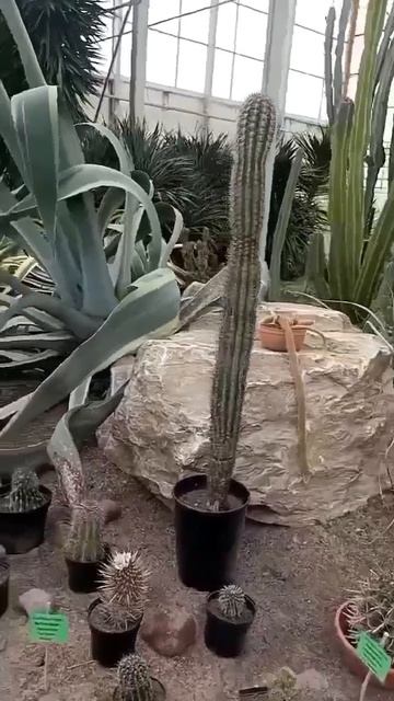 👍😍 Просто райский уголок  (ч.6)🤗🌴