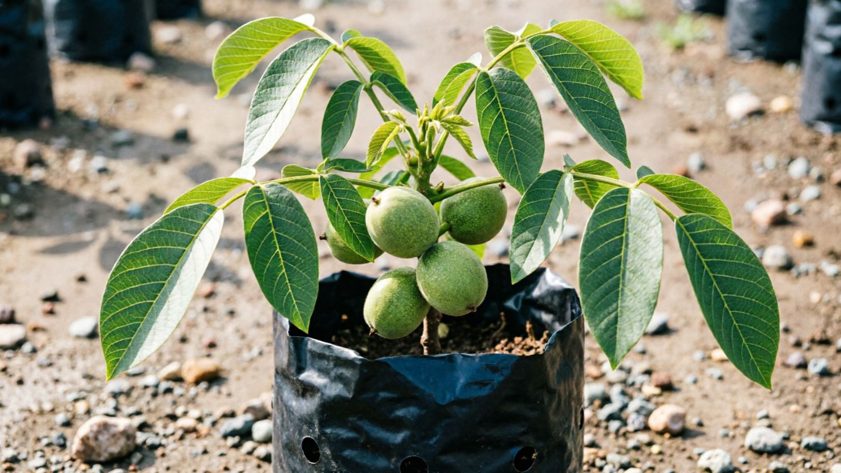 ГРЕЦКИЙ ОРЕХ ИДЕАЛ: ПОЛНОЕ РУКОВОДСТВО ПО ВЫРАЩИВАНИЮ В РОССИИ