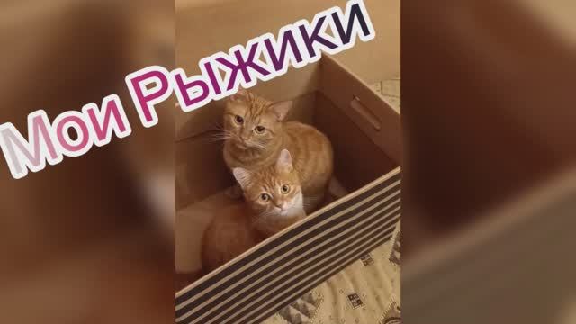 Рыжий кот. Мой Рыжик и Алиса отдыхают