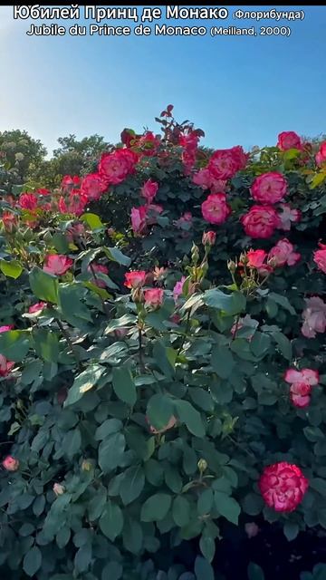 РОЗА ЮБИЛЕЙ ПРИНЦ ДЕ МОНАКО