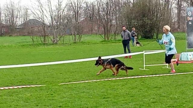 ЩЕНКИ СУКИ / КЧК КРАСНОДАР 28 марта`26 З.Данильченко Моно немецких овчарок