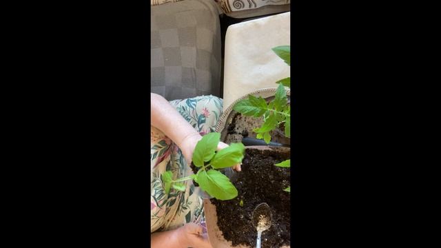 Переросшая рассада, выход из положения