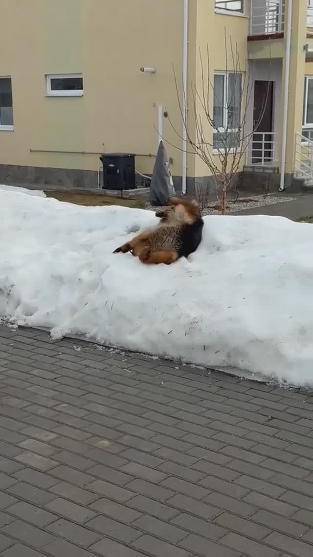 Баларис РАПИРА,  8,5 мес. Увидела НАСТОЯЩИЙ снег!