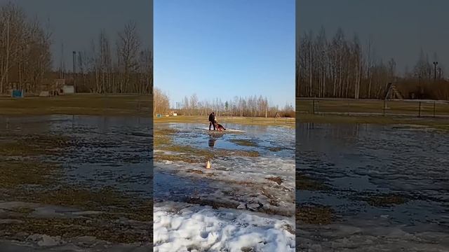 1.  выражено/пож ОБЕРЛАУФ ЗАЛЬЦБУРГ (Wolf del Colle Verde – Оберлауф Бавария)