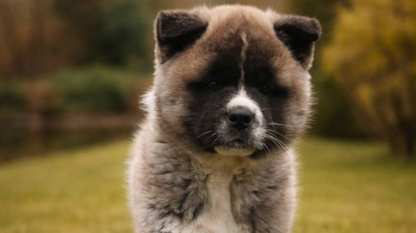 Арчи 1 серия.