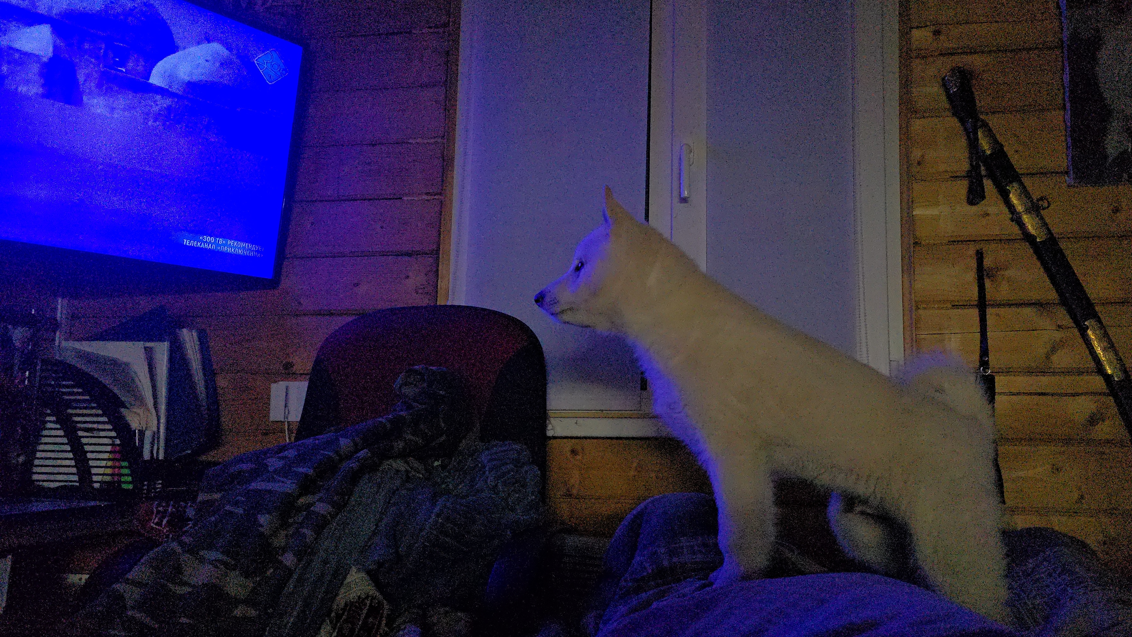 Забар смотрит телевизор