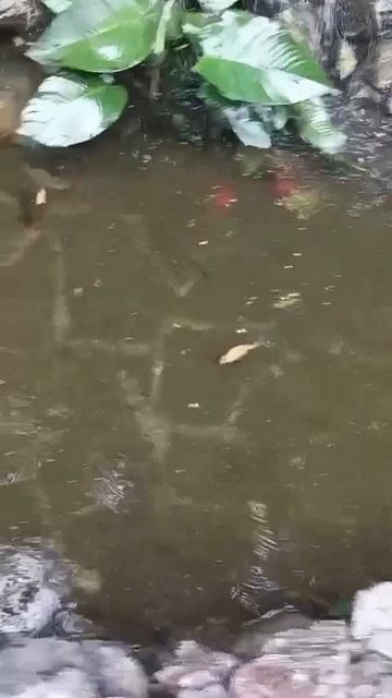 😍 Погружение в мир природы и красоты! (ч.2)🦜🐠