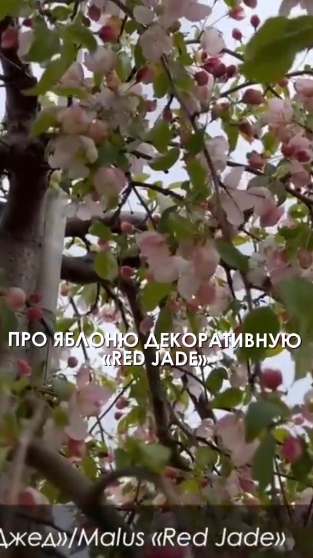 Как сформировать плакучую форму растения