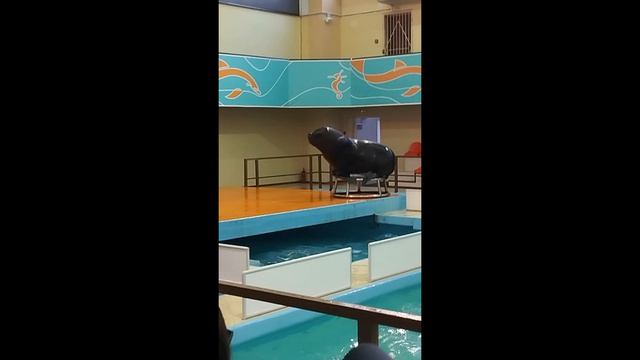 Дельфинарий и Рыбки Кабардинка 2025