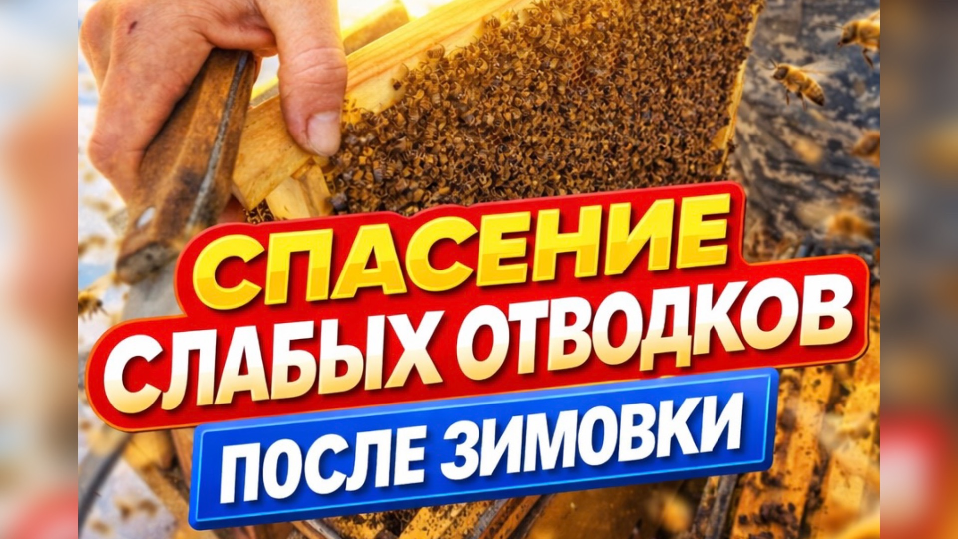 Спасаем слабые отводки пчёл после зимовки!