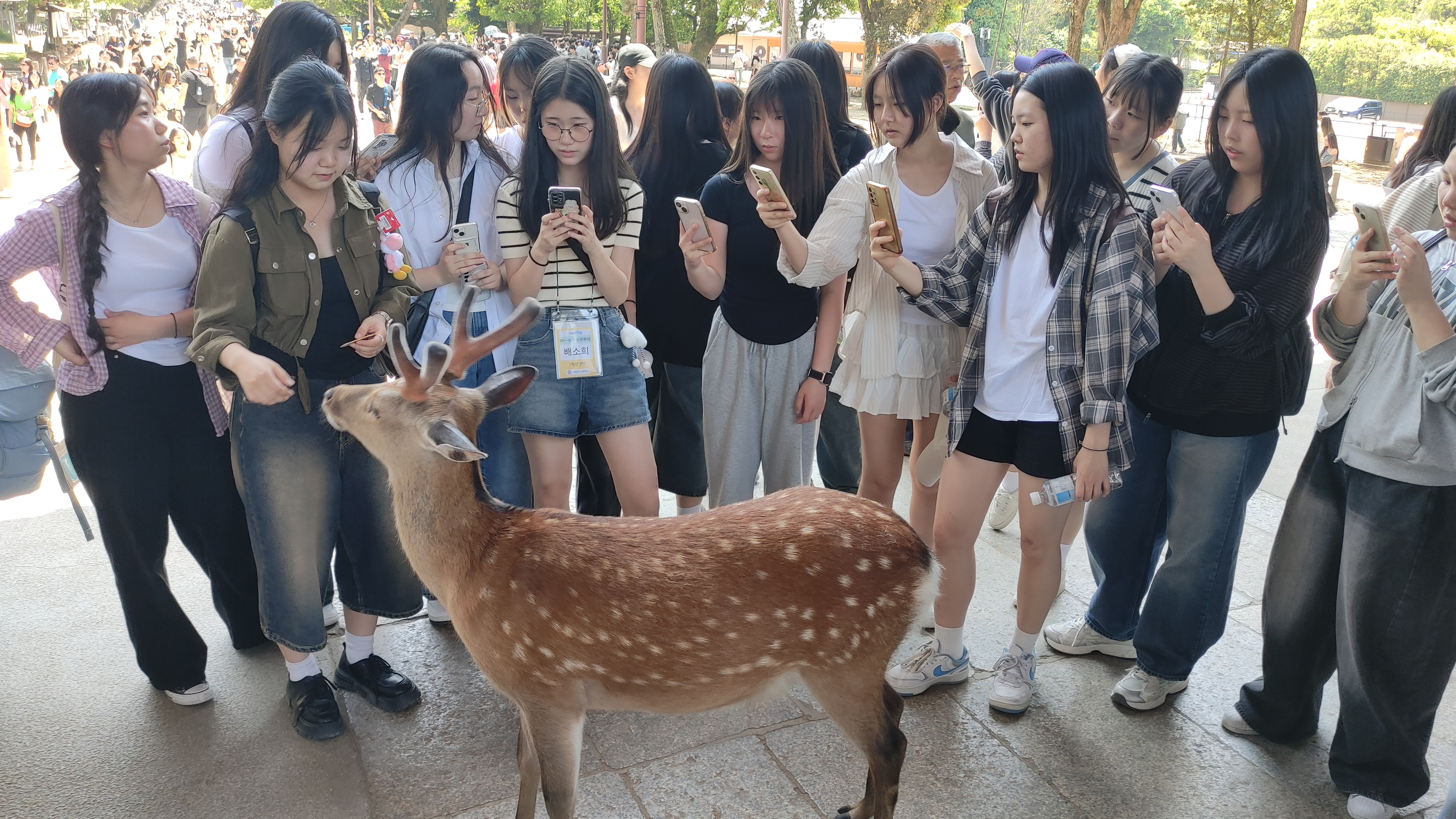 4. Национальный парк Нара со священными оленями (Нара, Япония) Путешествие по достопримечательностям