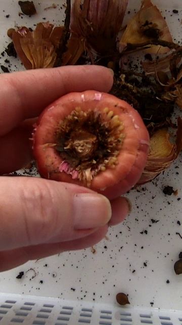 Достаем луковицы гладиолусов и осматриваем.