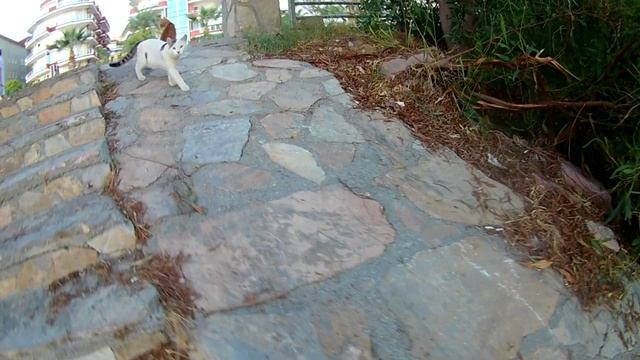 КОТЫ ИЗ МАХМУТЛАРА...