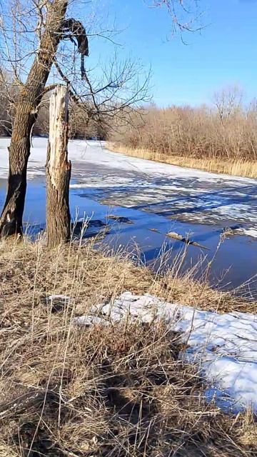 мир не увидит как купаются трясогузки